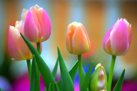 Margaret McClellan - Pittsburgh Cremation